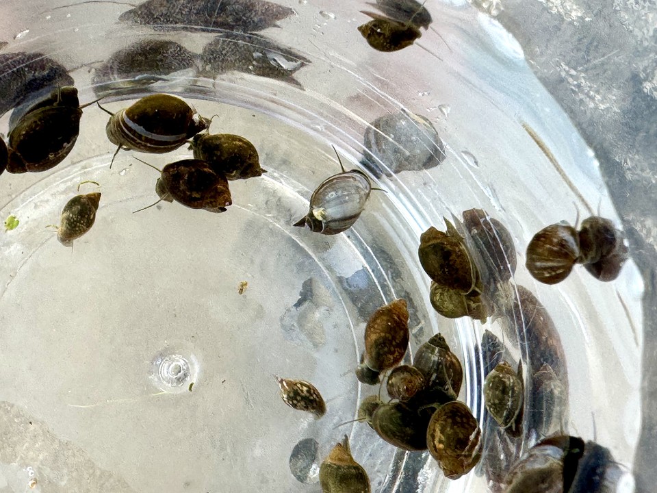 50+ Live Bladder Snails (Physella acuta)-Algae eater, Feeder Snails ...