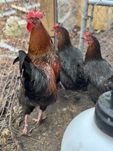 Black Copper Maran Chicken 12 Hatching Eggs | eBay