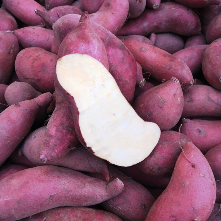 3 LBS Fresh Japanese Murasaki Sweet Potatoes Fresh Yam Root Free ...