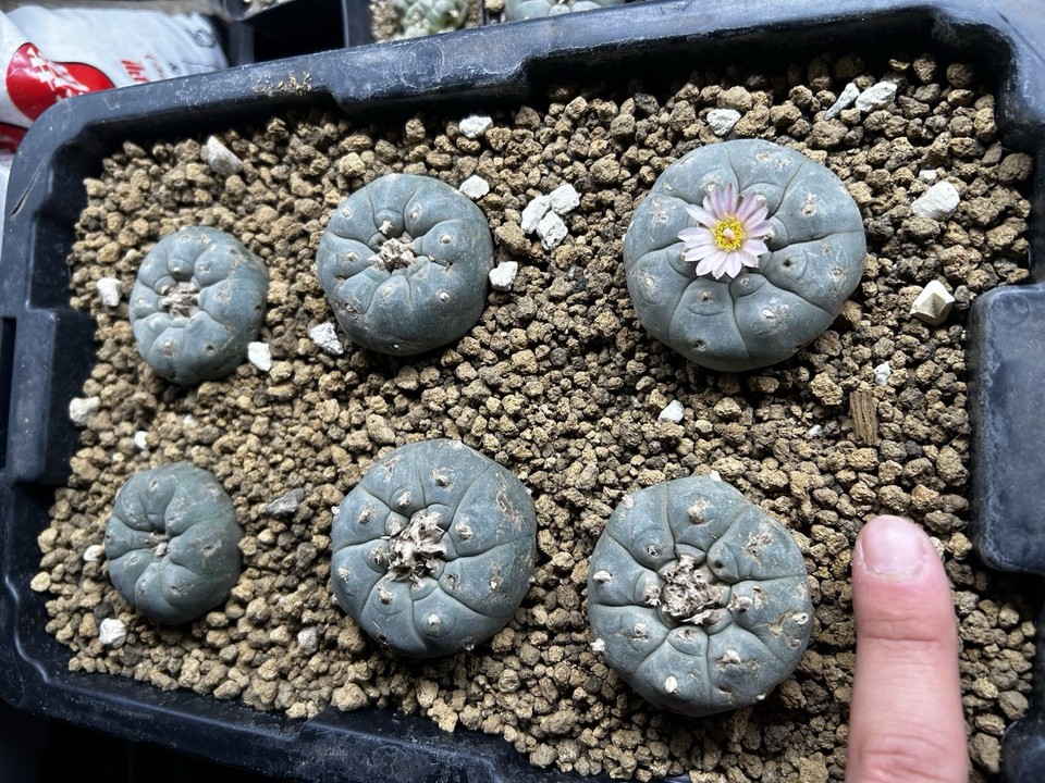 astrophytum aztekium multiheaded cactus texana variety | eBay