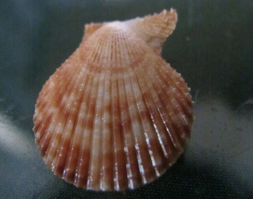 Chlamys Senatoria 24 mm GEM , baybi size gorgeous " CHOCOLATE " color ...