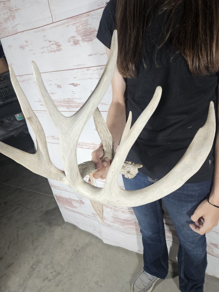 Wild Whitetail Deer Antler Horn Rack Decor IA 10 Point 94" Man Cave ...