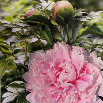 Pfingstrose Paeonia Sarah Bernardt rosa blühende Staude im Topf | eBay.de