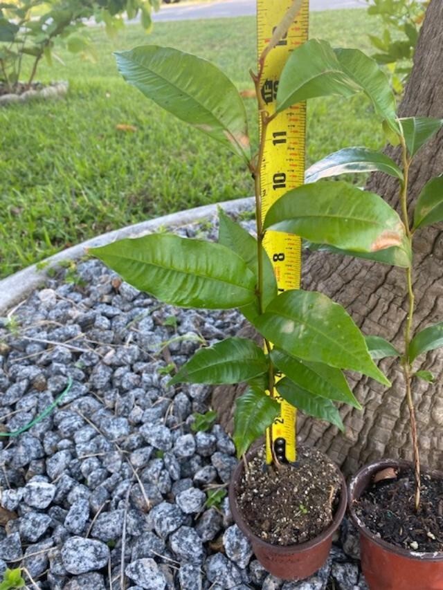 GREEN STAR APPLE SEEDLINGS 12" to 15" TALL (CHRYSOPHYLLUM CAINITO ...