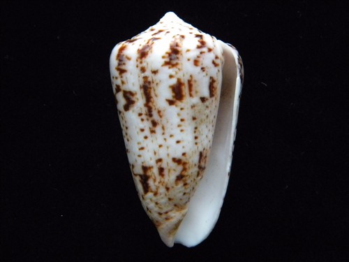 Sea Shells Conus zeylanicus 54mm From Oman ID#3747A | eBay UK