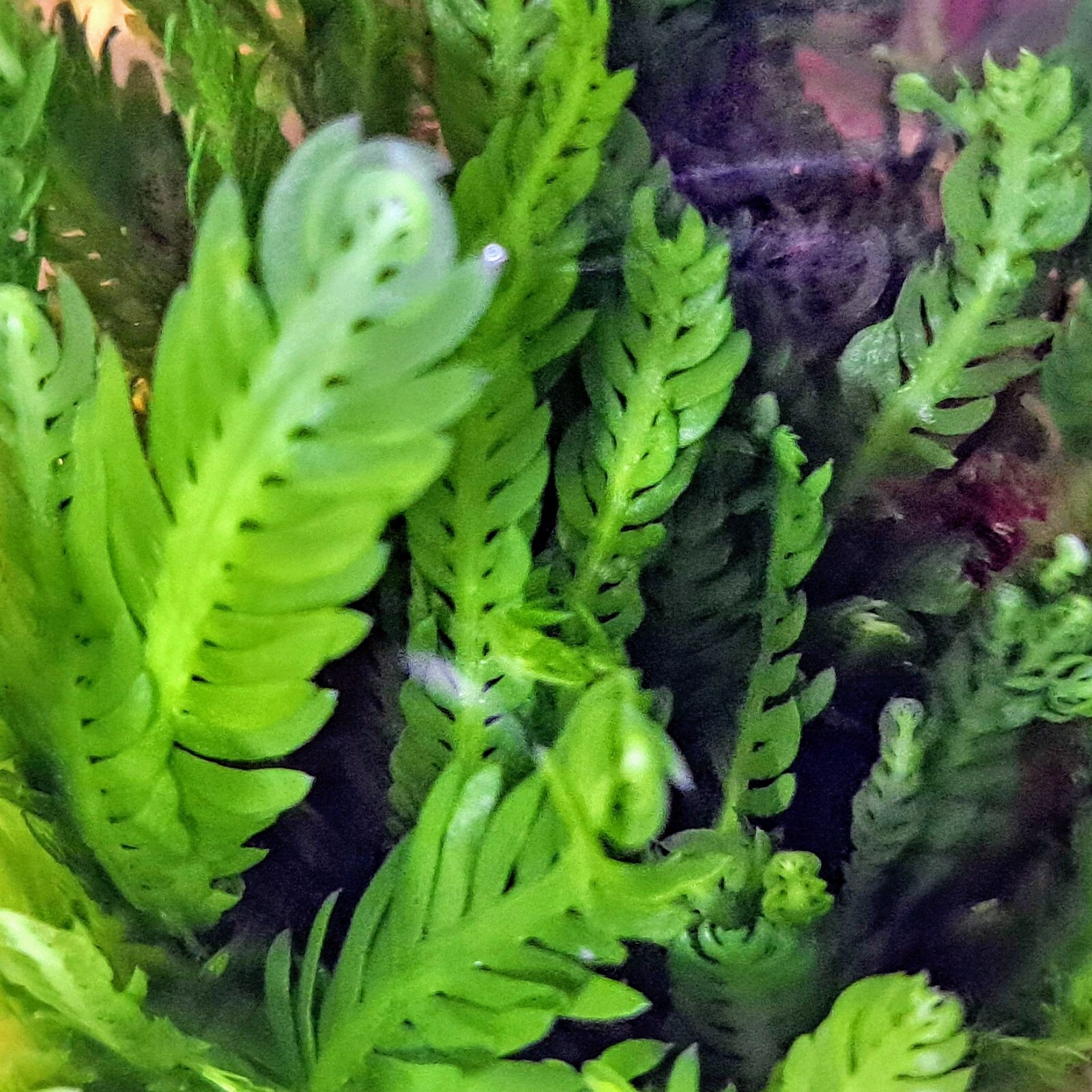 Live Frag Mexicana Macro Algae Plant Reef Refugium Coral Saltwater | eBay