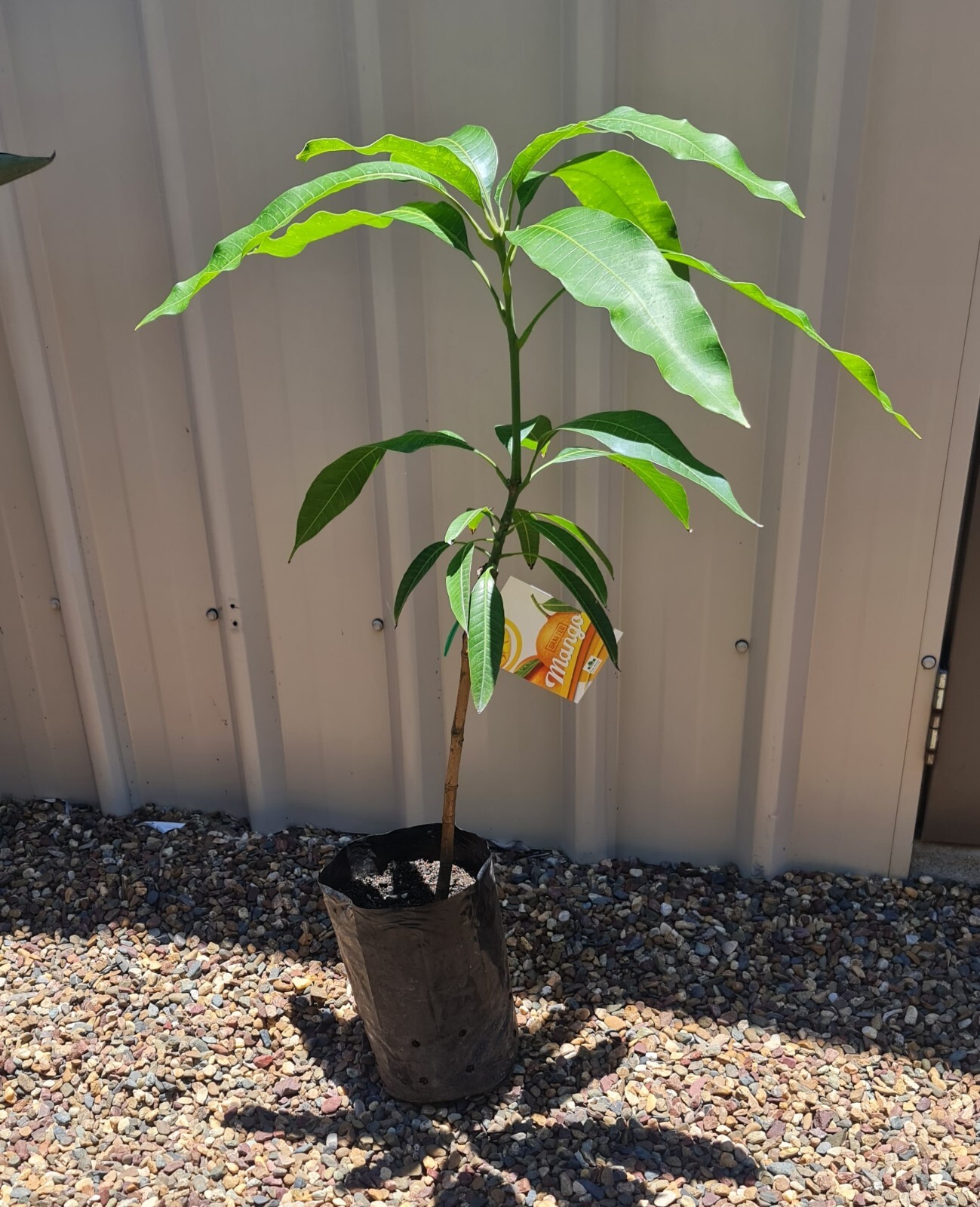 Grafted Dwarf King Thai Mango / Maha Chanook Fruit Tree | eBay