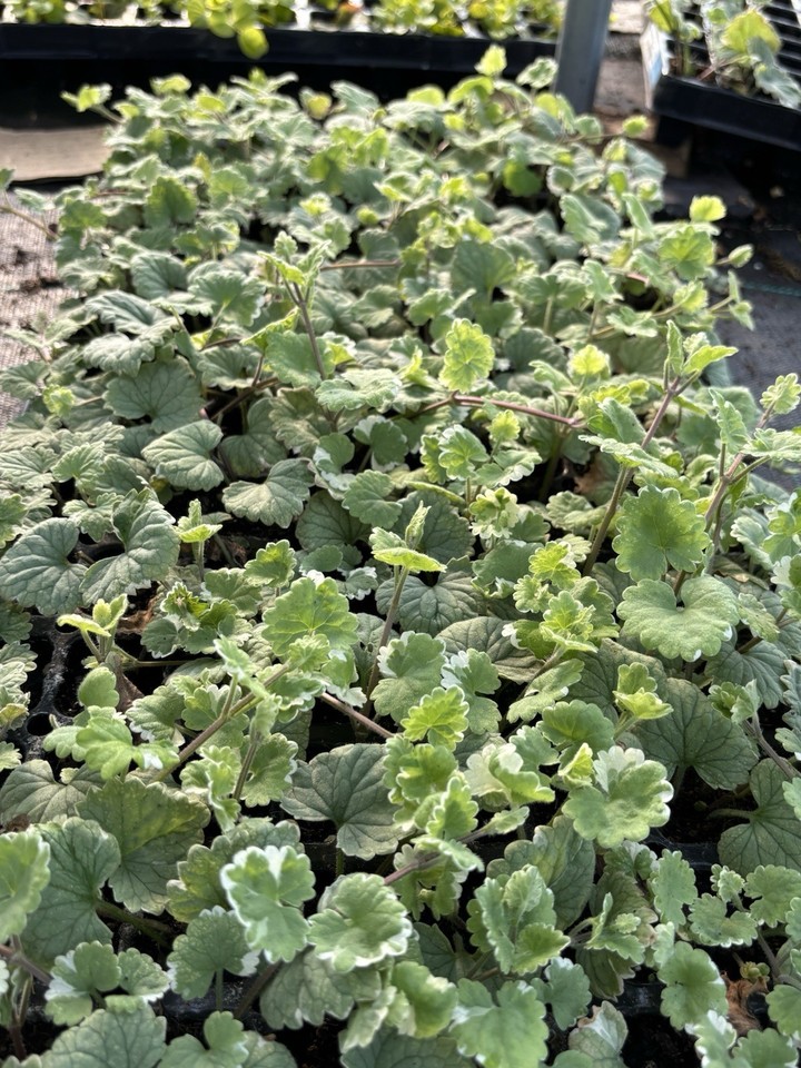 4x TRAILING NEPETA VARIEGATED - 4 PLUG PLANTS FAST GROWING FOLIAGE ...