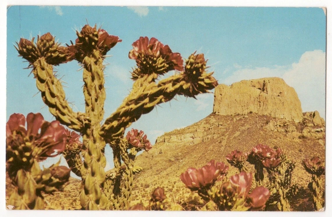Cholla Cactus In Bloom