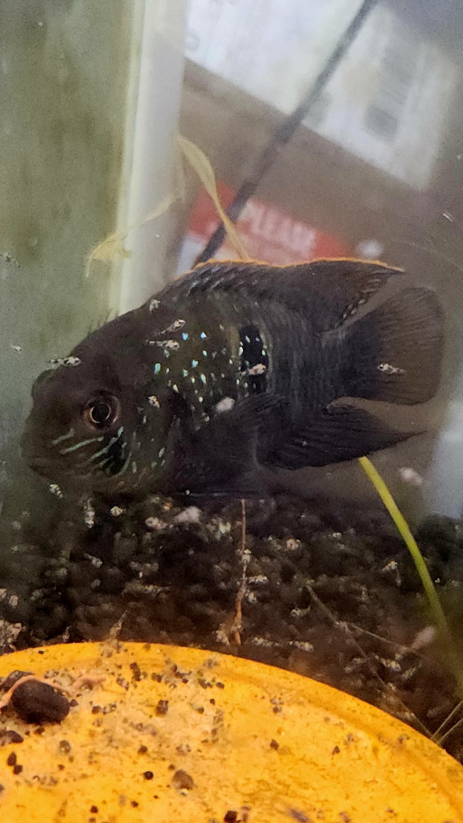 Wild Blue Acara 1" - 2" Holiday Special Buy 3 + 1 Free | eBay