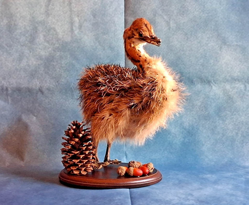 Ostrich Taxidermy Mount Baby Ostrich Chick Rare Taxidermy Cabin Man ...