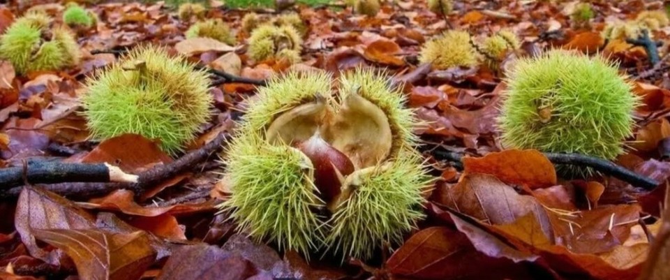 20 Organic Dunstan American Chestnuts And Tree Seeds Ohio Grown | eBay