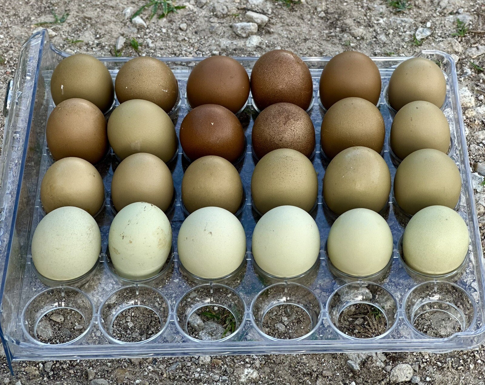 Olive Egger, Moss Egger, Sage Egger, Cocoa Egger, Chocolate Egger ...