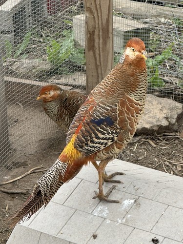 6 Red Golden Pheasant Fertile Eggs For Hatching | eBay