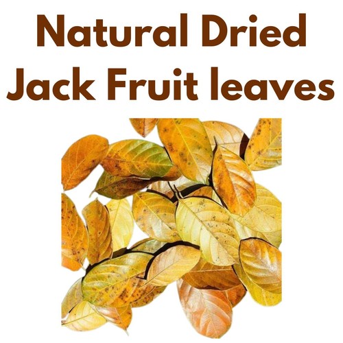 Dried Jack fruit Leaves Natural dried 100 leaves Organic Bio Fish ...