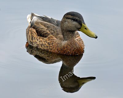 Photo 12x8 On reflection - National Botanic Garden of Wales Llanddarog ...