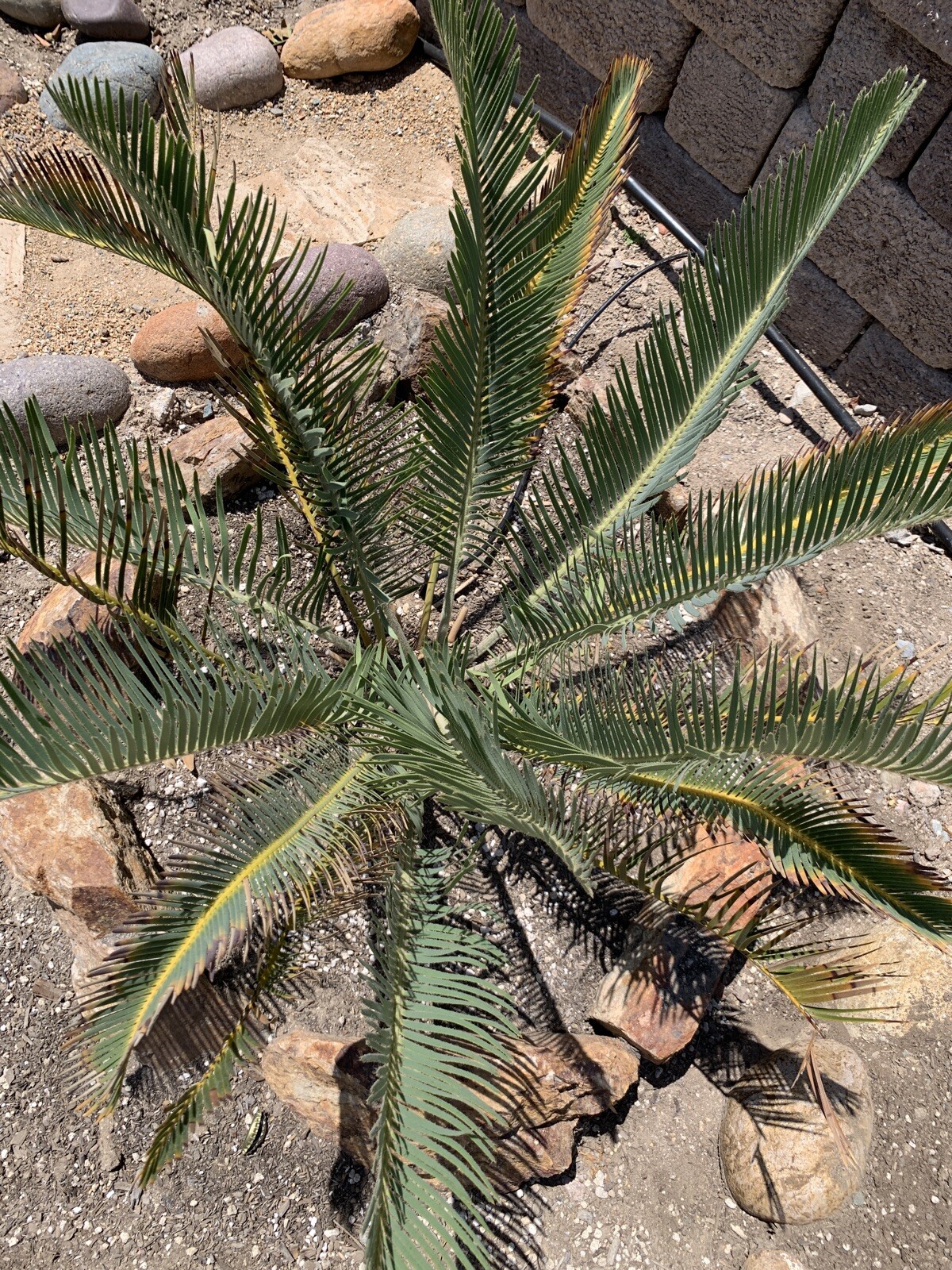 Encephalartos Friderici Guilielmi WHITE HAIRED CYCAD Ice Blue Cycads ...