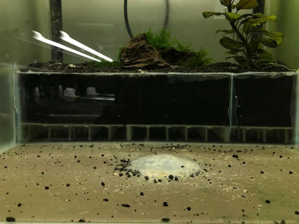 Dead Shrimp Powder - Shrimp Tank Biofilm builder - Bacterial startup ...