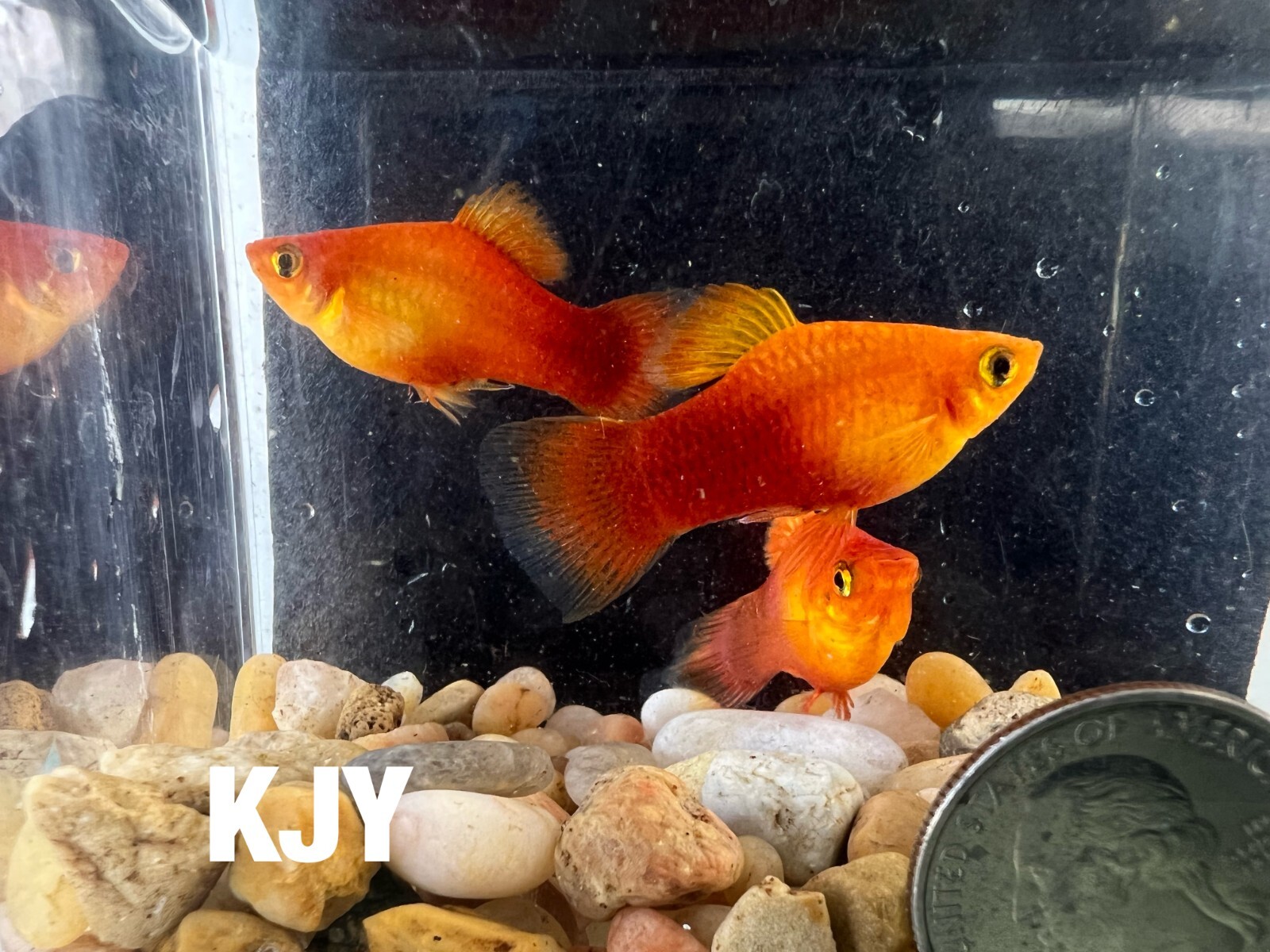 Sunset Platy (3 PK UNSEXED) | eBay
