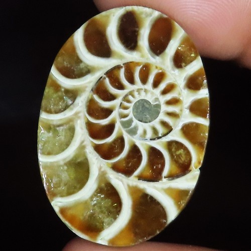 60.30 Cts Naturale Ammoniti Fossil Ovale Cabochon Loose Gemma 23x33x7 MM BR271 | eBay