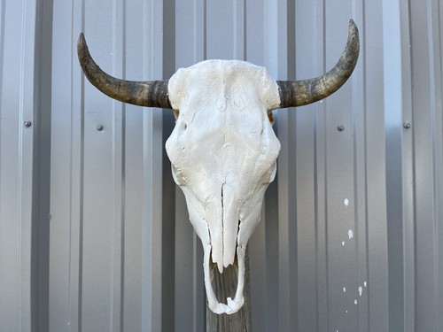 STEER SKULL 18 Inch WIDE Horns BULL HORN MOUNTED COW HEAD | eBay