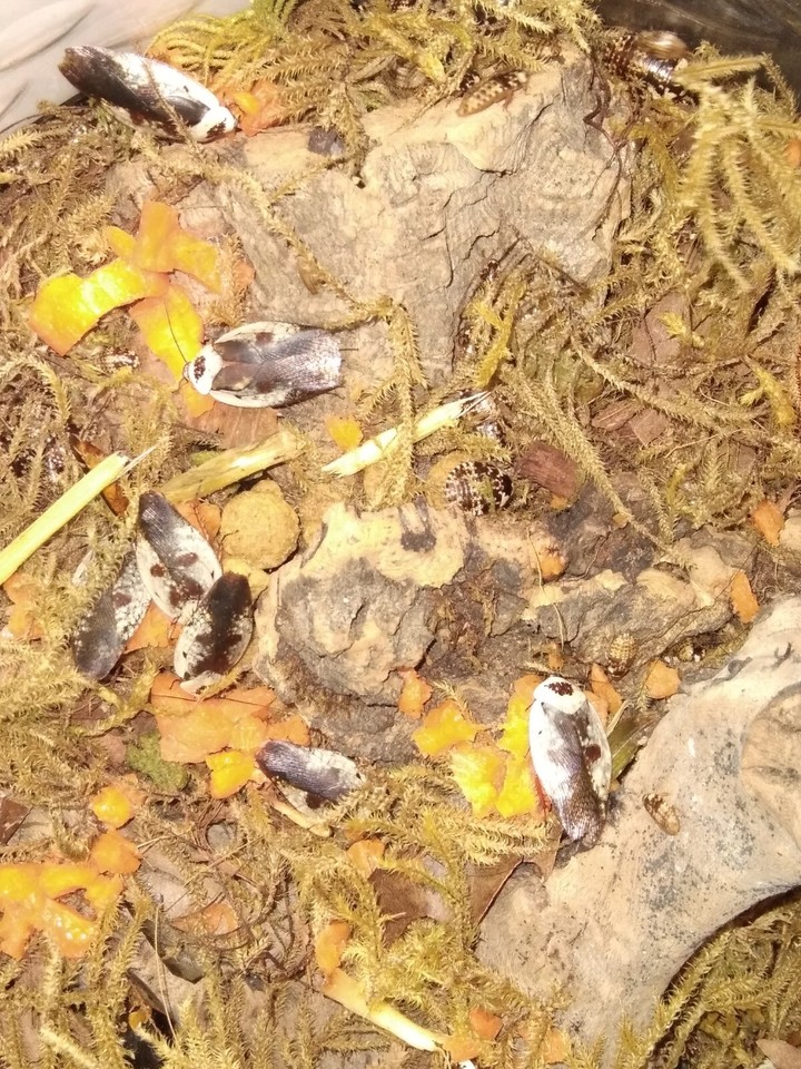 100+ Chrome Roach Nymphs (Gyna caffrorum) | eBay