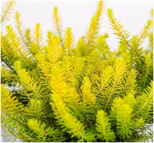 [x4] Cornish Heather Erica Vagans 'Yellow John' | Multi-Pack | Pot ...