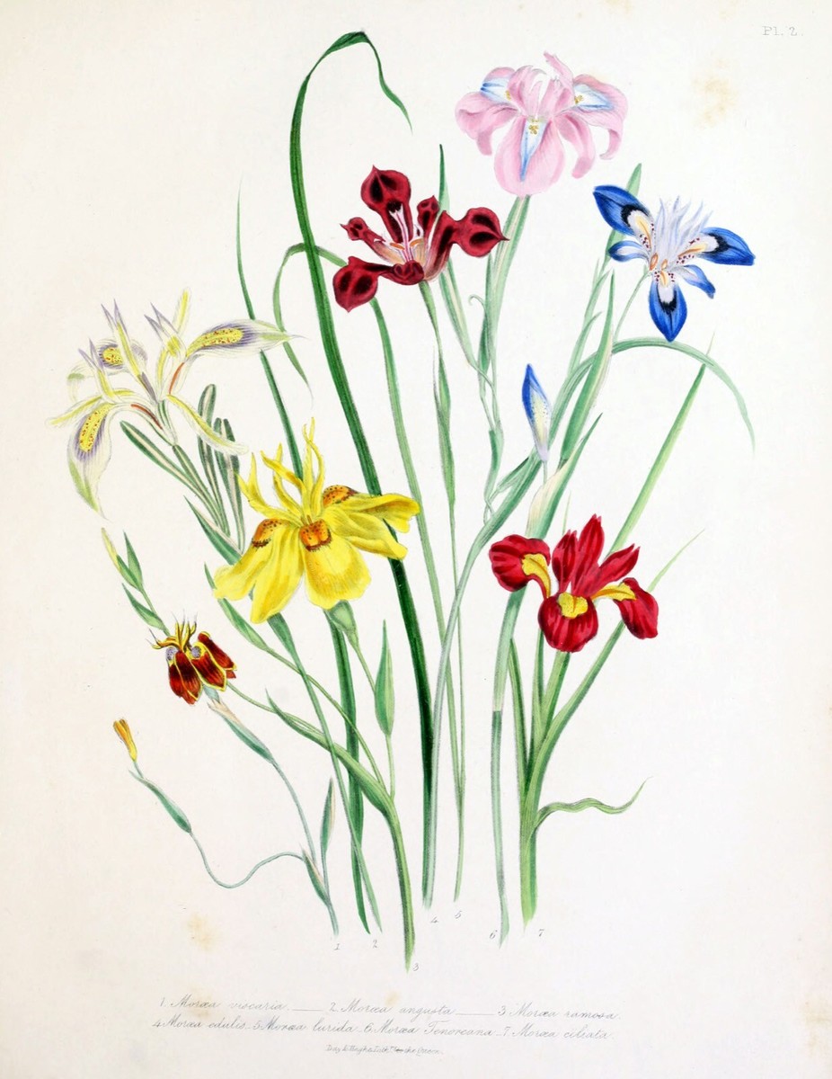 Retro Flower Drawings