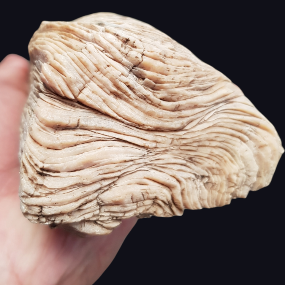 Rare Fossil Giant Mussel Oyster Sea Shell | eBay