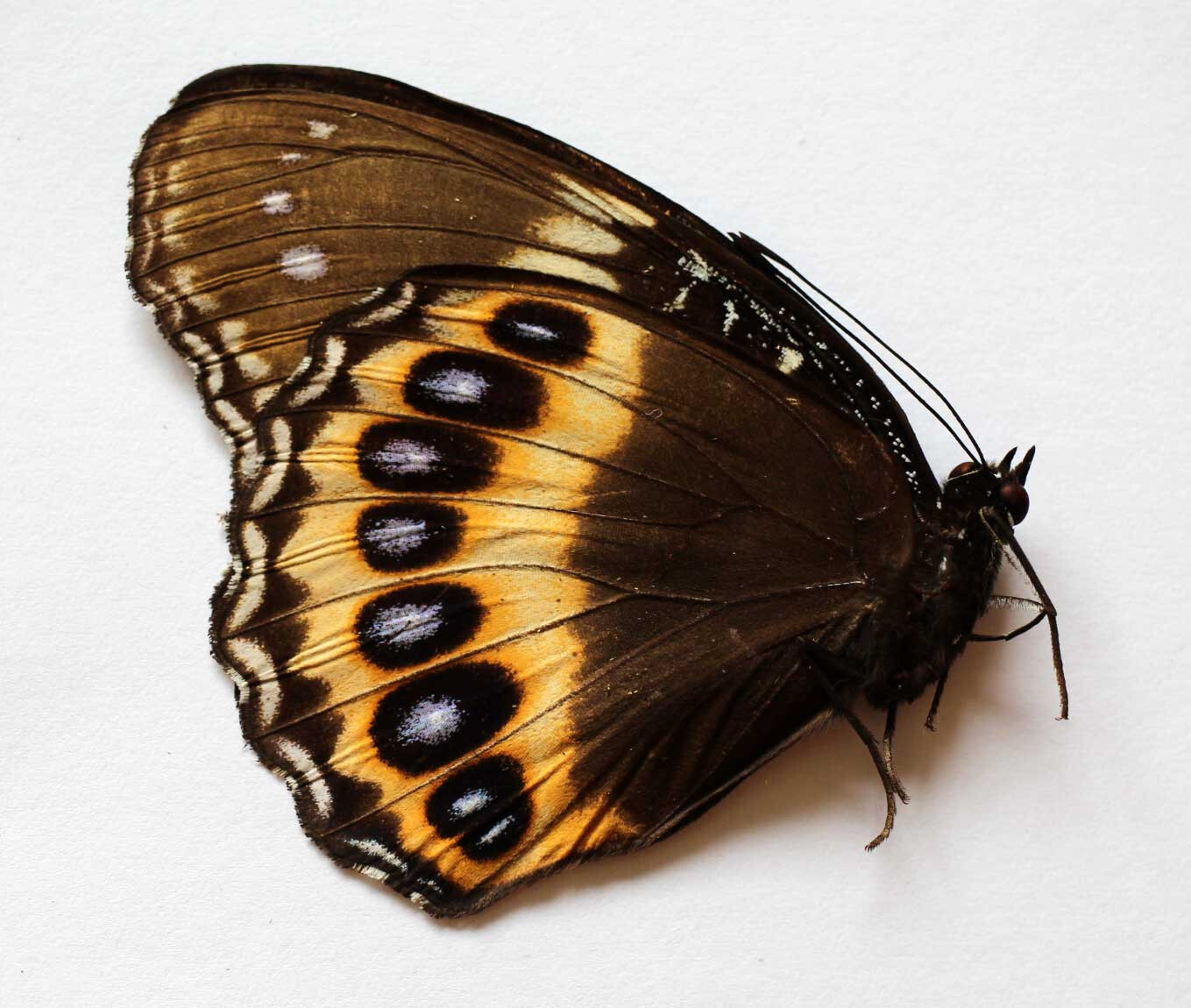 HYPOLIMNAS PANDARUS PANDARUS - FEMALE - unmounted butterfly | eBay UK