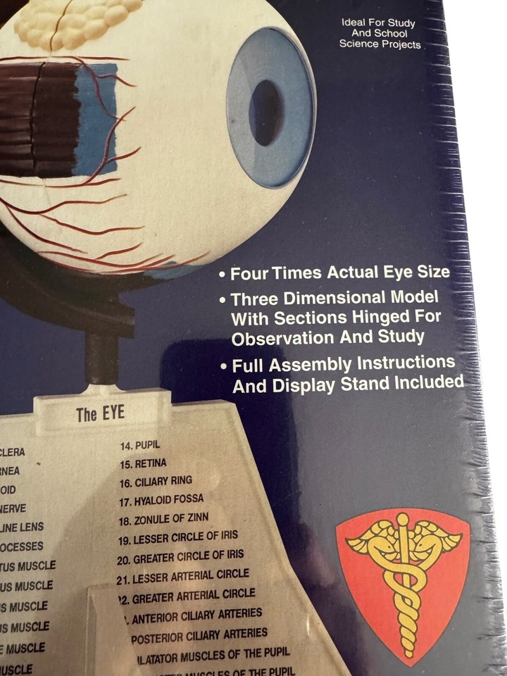 Lindberg Human Eye Anatomically Accurate Correct Plastic Science Model ...