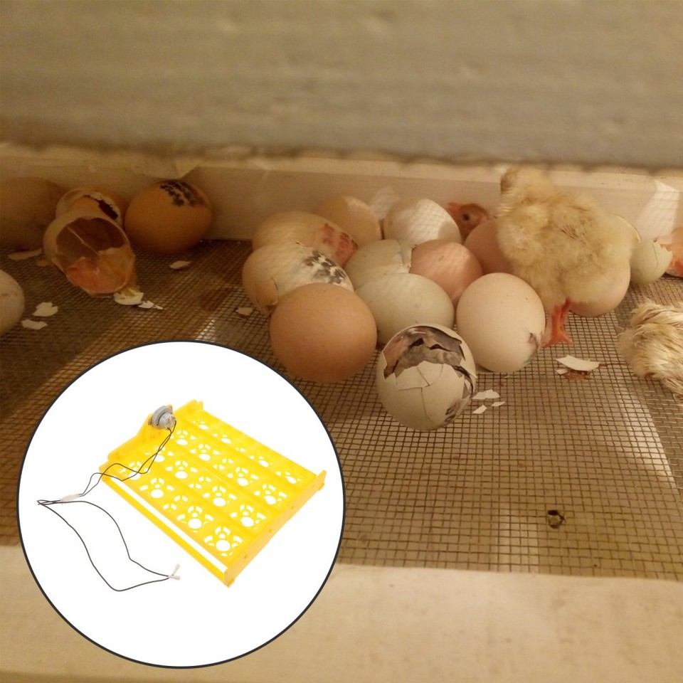 Mini Egg Incubator Automatic Turner Chicken for Hatching | eBay Australia