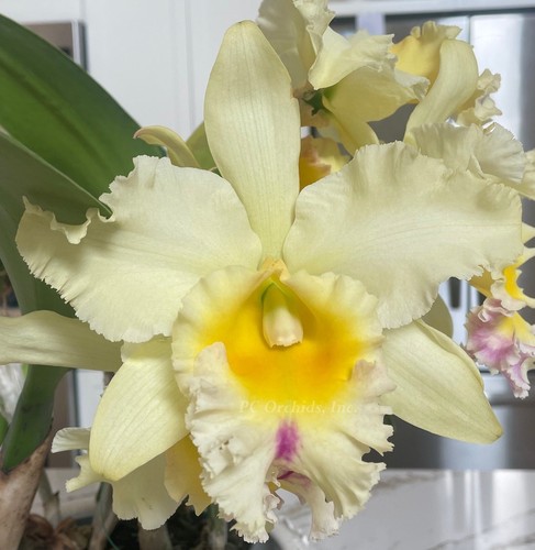 Yuko Ito 'Volcano Queen' - VERY RARE FIND - IN BLOOM! | eBay