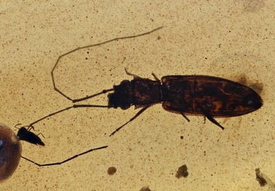 Rare Silvanidae (Flat Bark Beetle), Fossil insect inclusion in Burmese ...