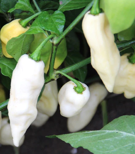 White Ghost Pepper