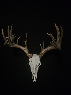 HUGE 180" Whitetail Deer Shed Antlers Skull 23 Point Buck! Wedding ...