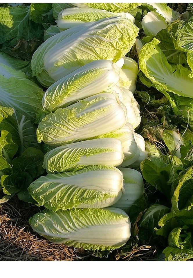 10gram/1200pcs+Baby Napa cabbage Seeds, mini Chinese Napa cabbage seeds ...