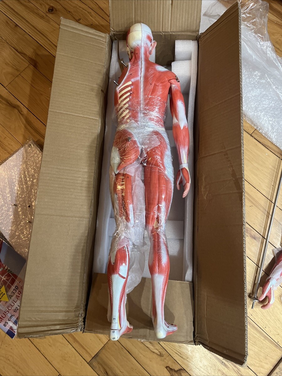 EVOTECH Anatomical Model EVOTECH Life-Size Human Muscular Arm Anatomy ...