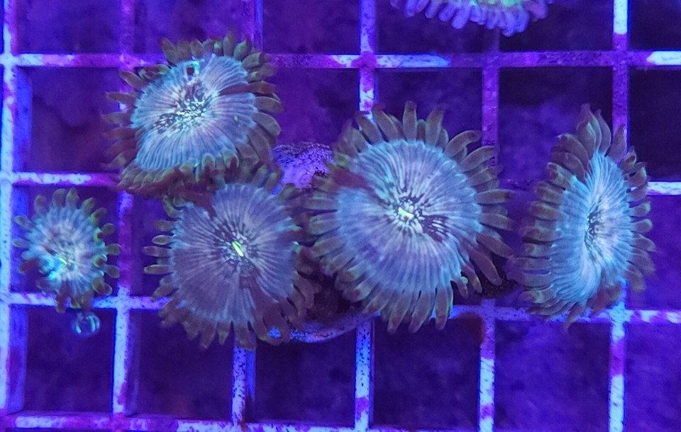 Live Coral Robbie's Corals LG Polyp Green Galaxy Paly Polyps 4 Polyps ...