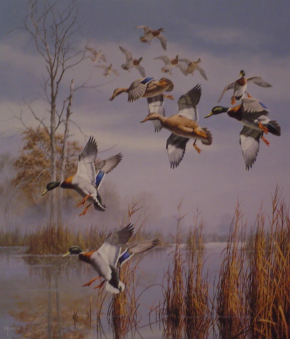 MISTY MORNING REVISITED MALLARDS - DAVID MAASS - PRINT - DUCKS - RETAIL ...