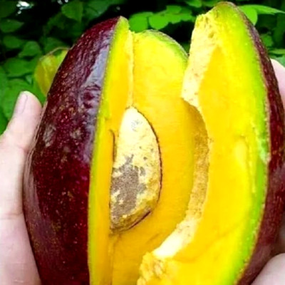 Rare Vietnamese Red Avocado - 2 fresh seeds, fresh, imported | eBay UK
