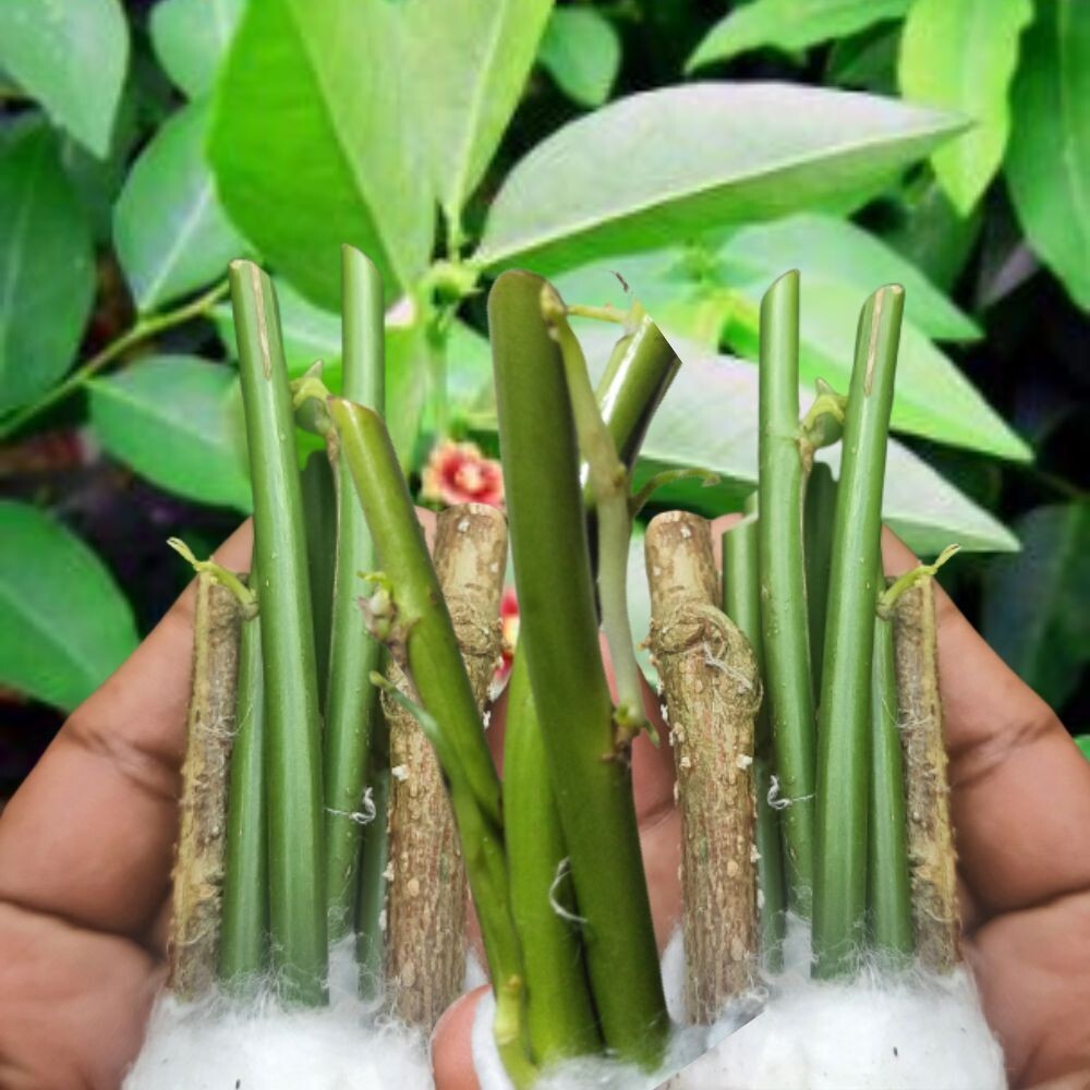 Sauropus Androgynus Katuk Sweet Leaf Star Gooseberry 04 Cutting Rooted ...