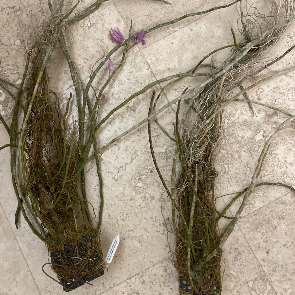 Orchid live Dendrobium anosmum var. alba x "pink" - bare root | eBay