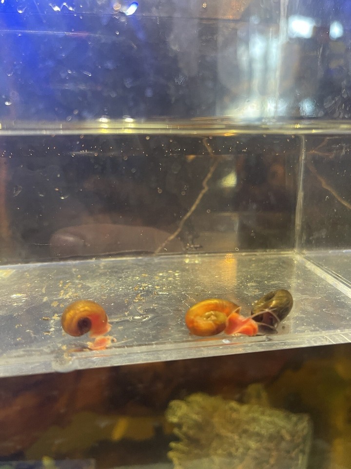 6 LARGE Pink Brown Ramshorn Live Designer Snails Freshwater Aquarium ...