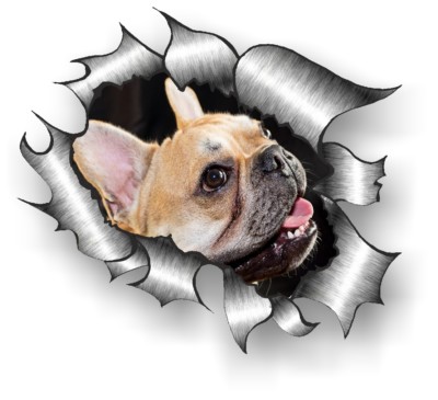 CLASSIC Ripped Open Torn Metal Rip & Cute French Bulldog Dog vinyl car ...