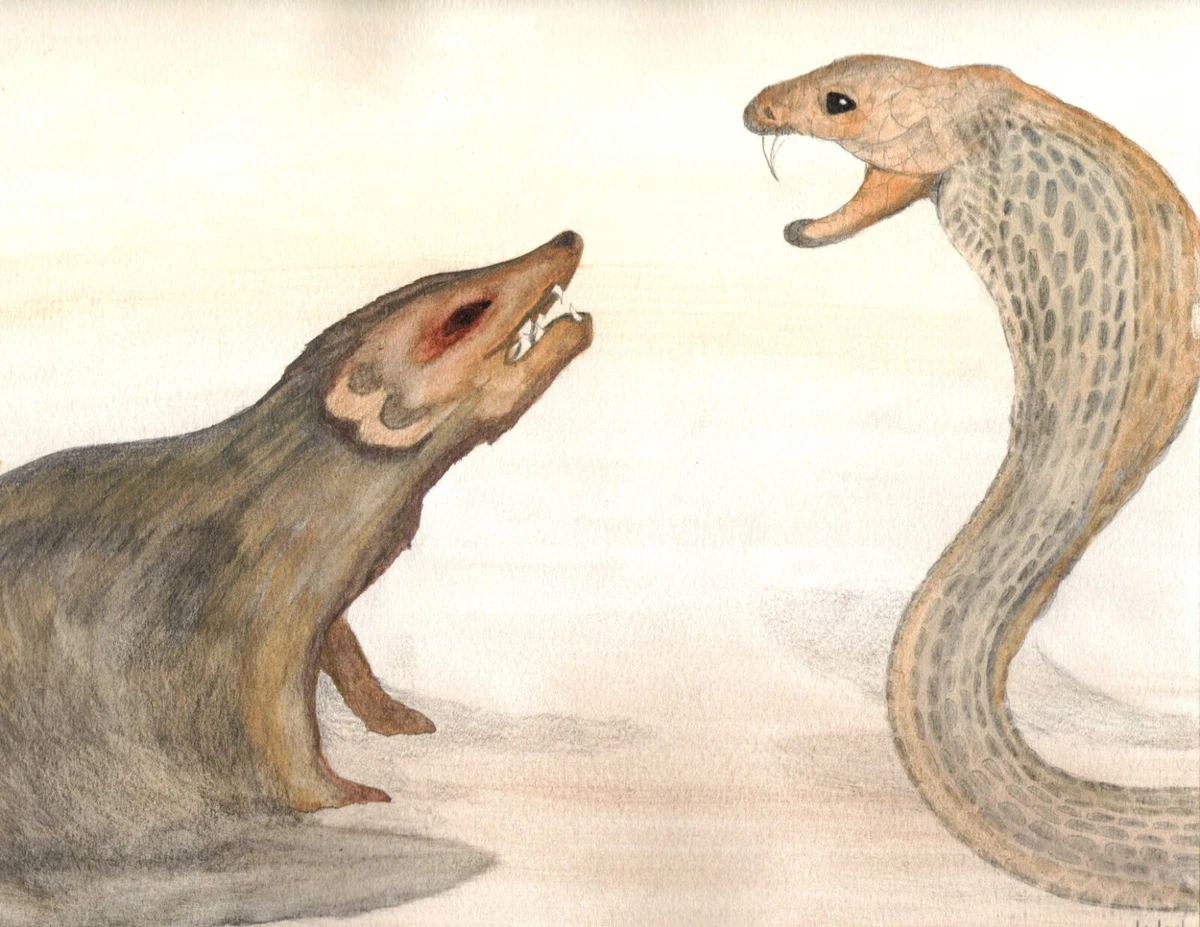 Mongoose Vs Cobra Rikki Tikki Tavi