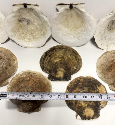 Six (6) Jumbo Scallop Shells for Baking, Crafting Min 5.5" . Free Ship ...