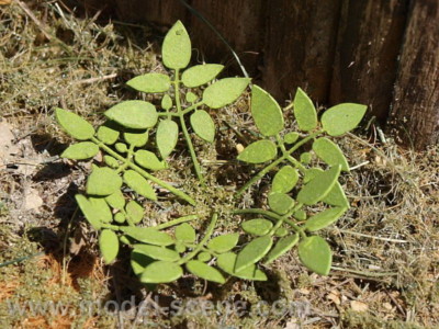 HO Scale Scenery - VG7-004 - Laser cut - Low Weed - 1:72-1:87 | eBay
