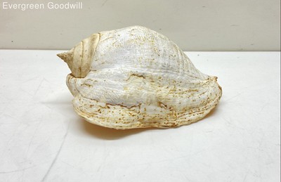 Large Conch Shell | eBay