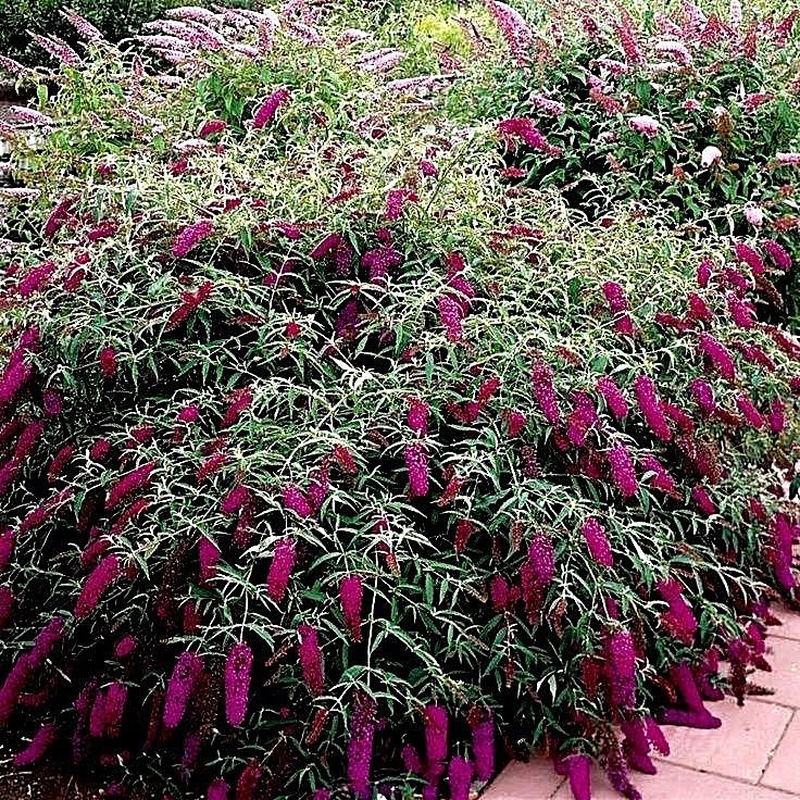 Multi-color Butterfly Bush Mix 150 Seeds- Easy to grow -Comb S/H | eBay